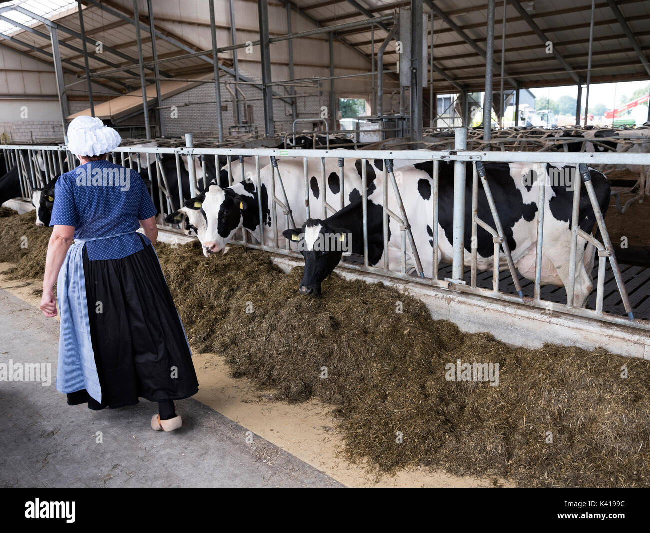 farmerâ€™s woman in traditional costume on dairy farm in the ...