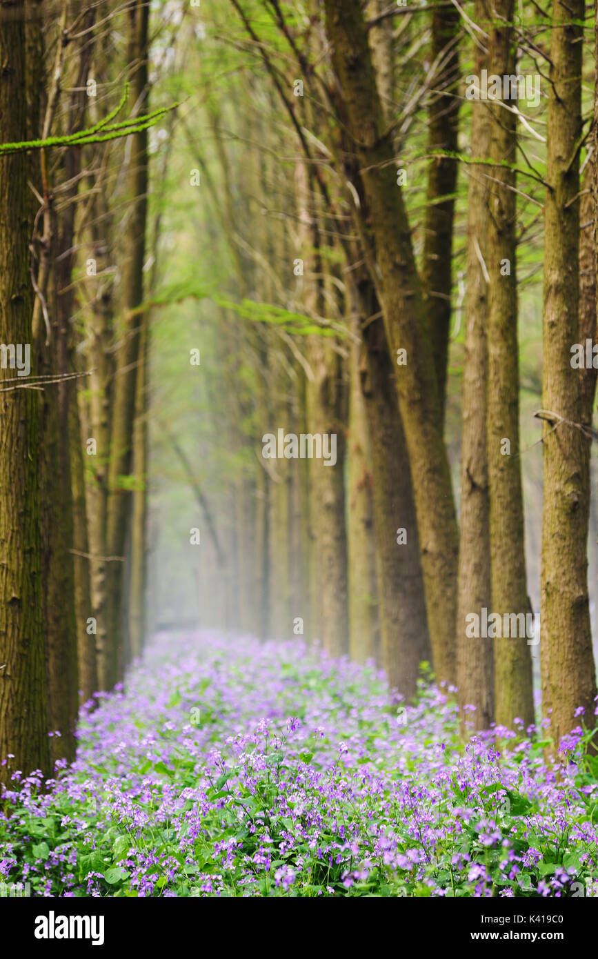 Water Cedar tree forest in spring in Xinghua,JiangSu,China Stock Photo ...