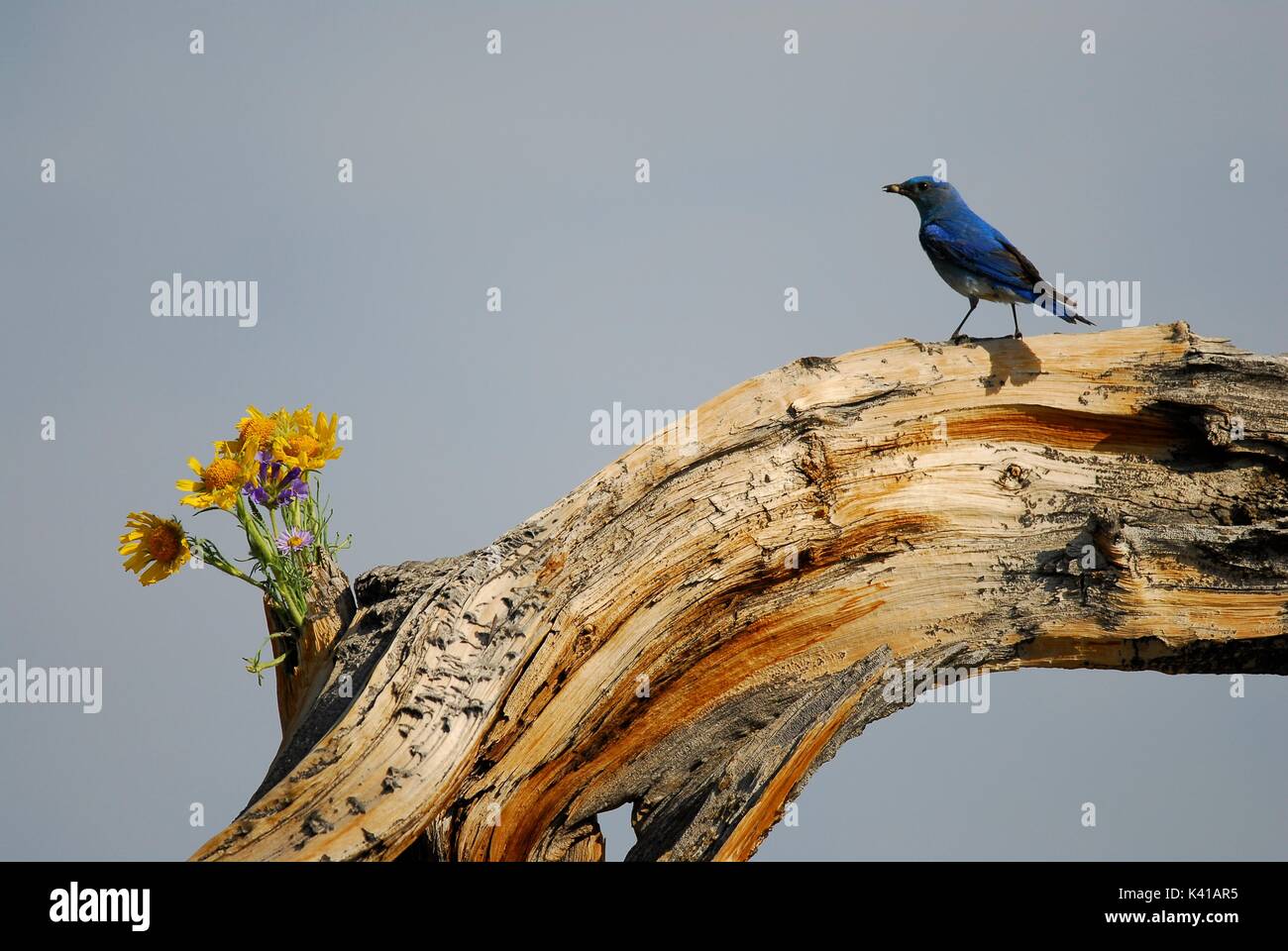 Bluebird in flowers hi-res stock photography and images - Alamy