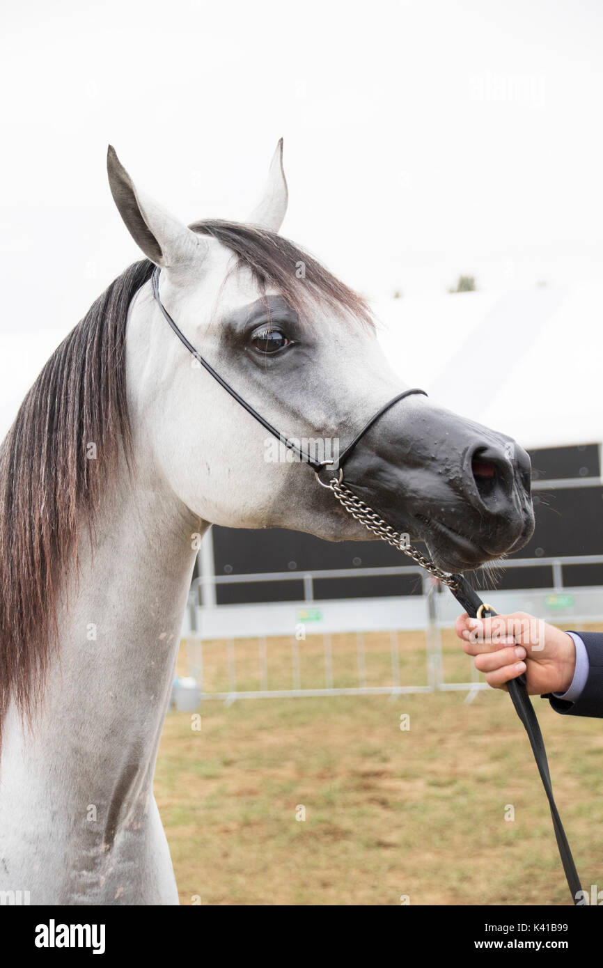 Arab horse association hi-res stock photography and images - Alamy