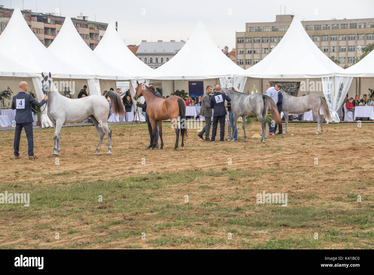 Horse show line up hi-res stock photography and images - Alamy