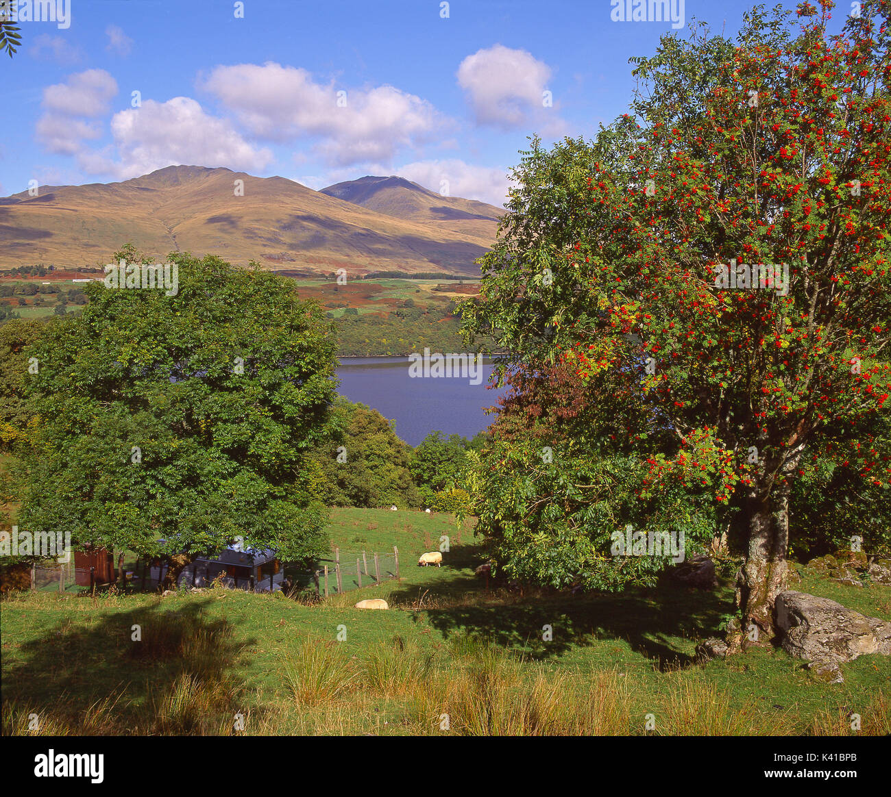 Magnificent autumn colours on the south side of Loch Tay with Ben ...