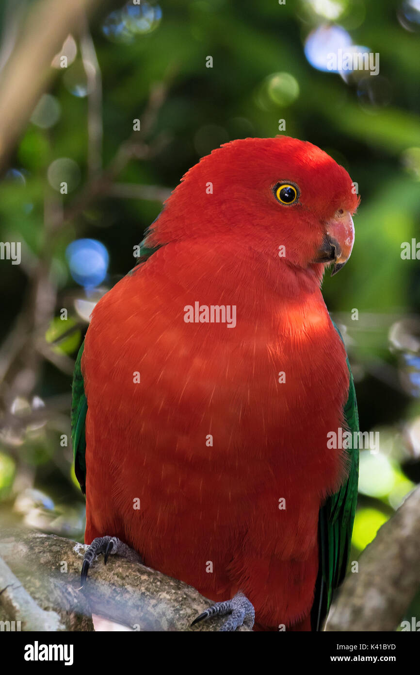 Australian red parrot hi-res stock photography and images - Alamy