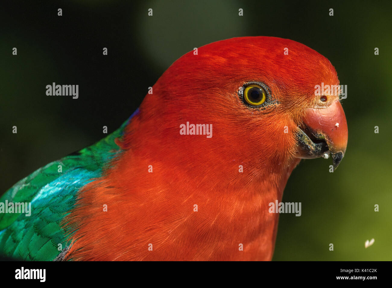 Australian parrot flying hi-res stock photography and images - Alamy