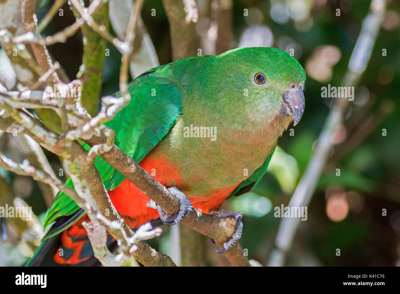 Parrot king hi-res stock photography and images - Alamy