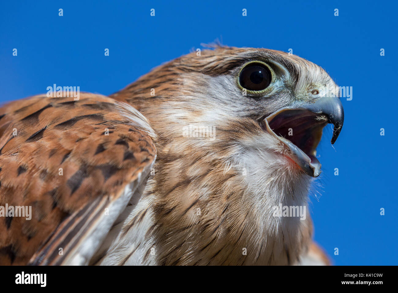 An australian kestrel head hi-res stock photography and images - Alamy