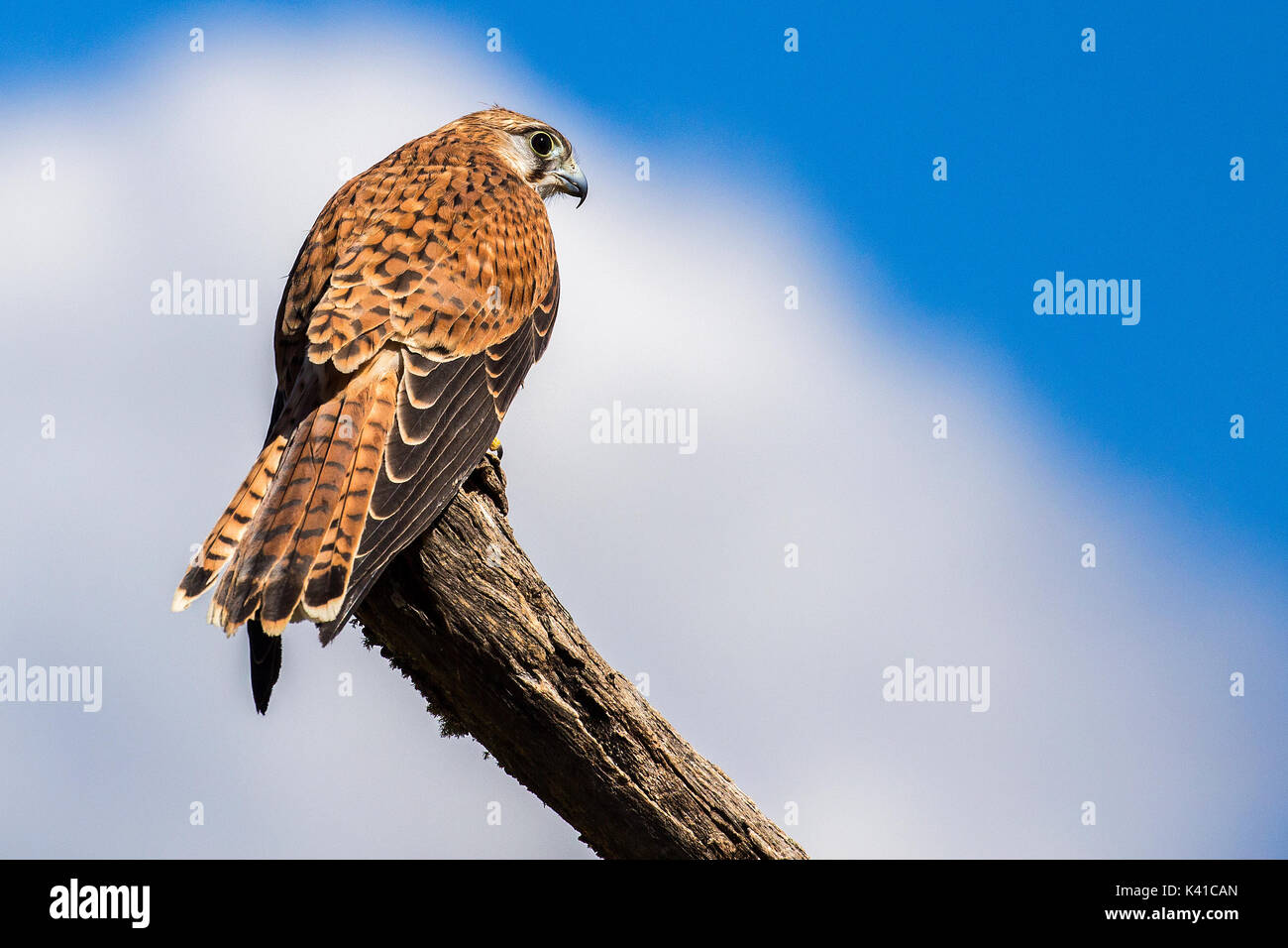 Australian kestrel hi-res stock photography and images - Alamy