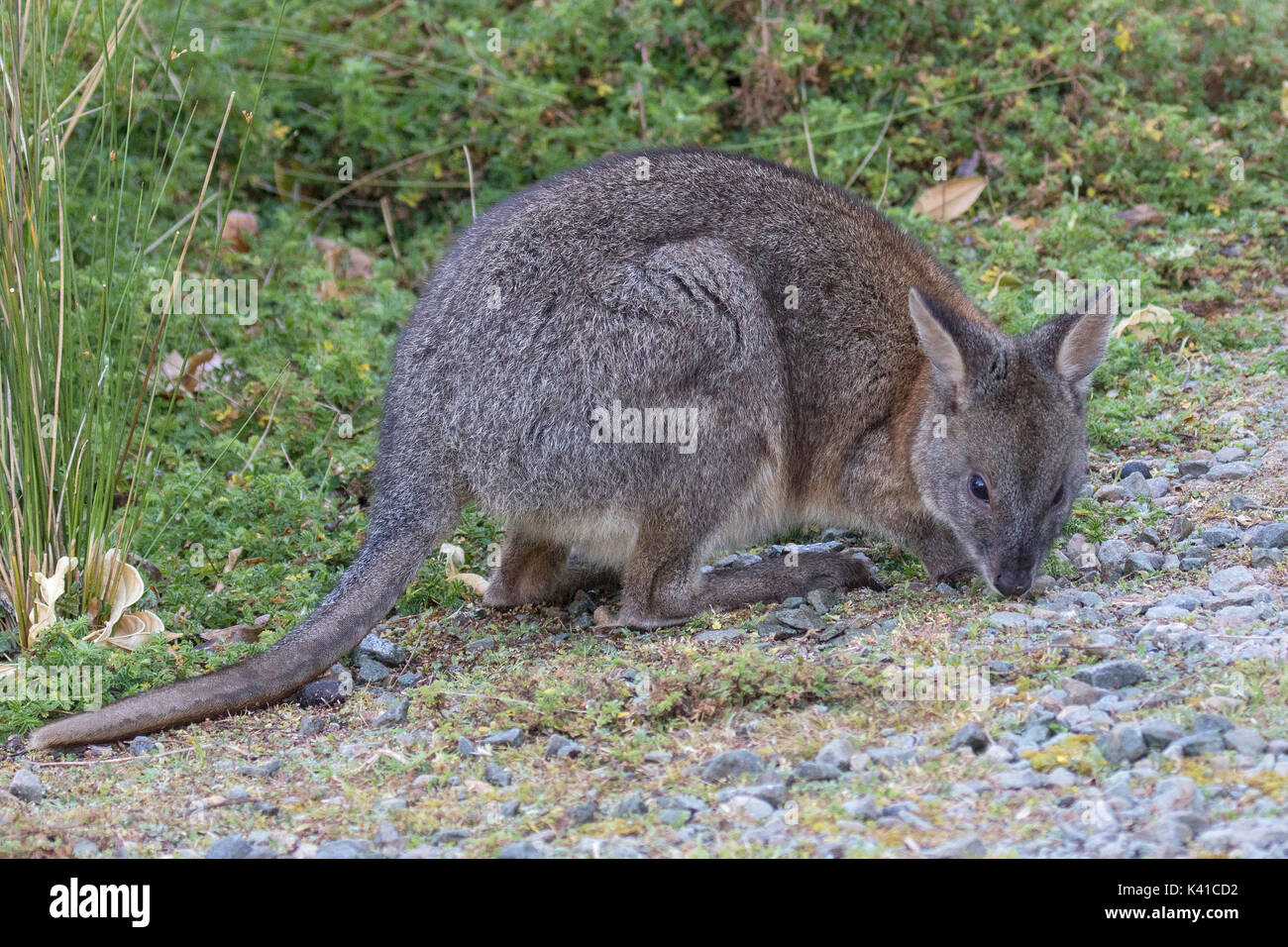 Pademelon Feeding High Resolution Stock Photography and Images - Alamy