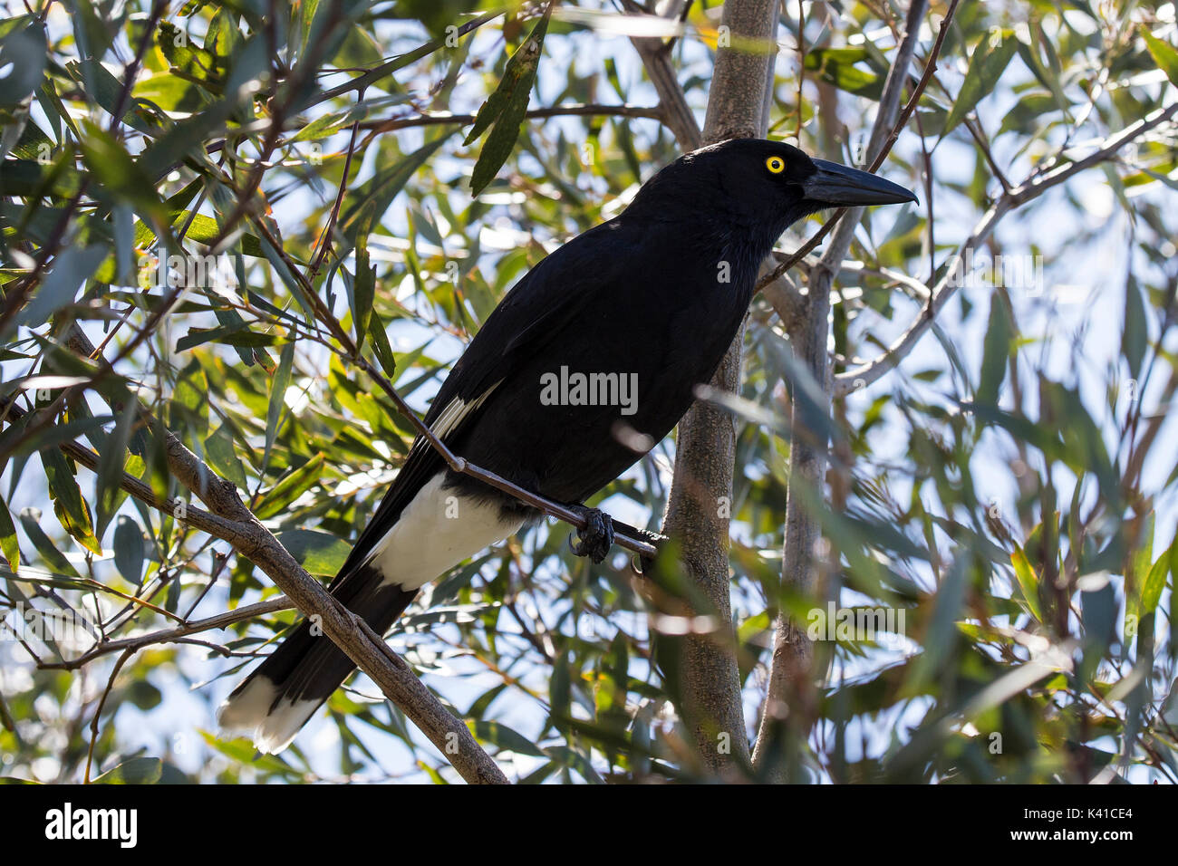 Australian pied currawong hi-res stock photography and images - Alamy