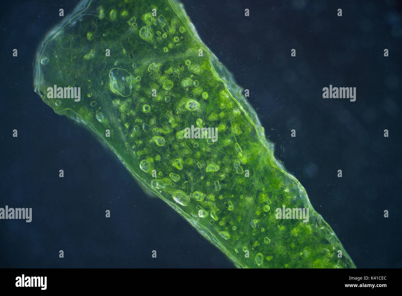 Dark field microscope hi-res stock photography and images - Alamy