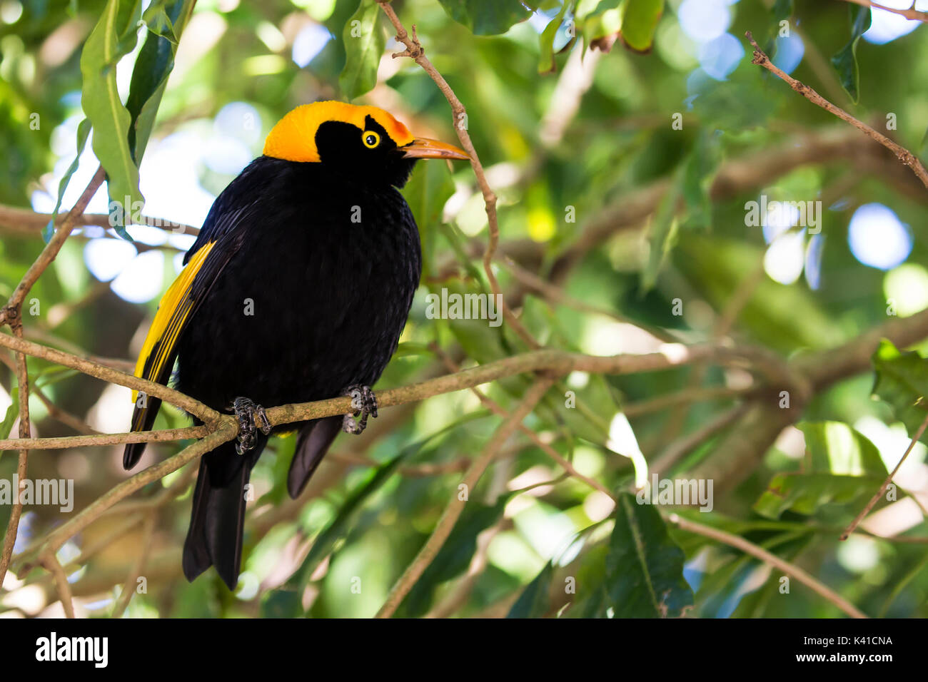 regent bower bird Stock Photo - Alamy