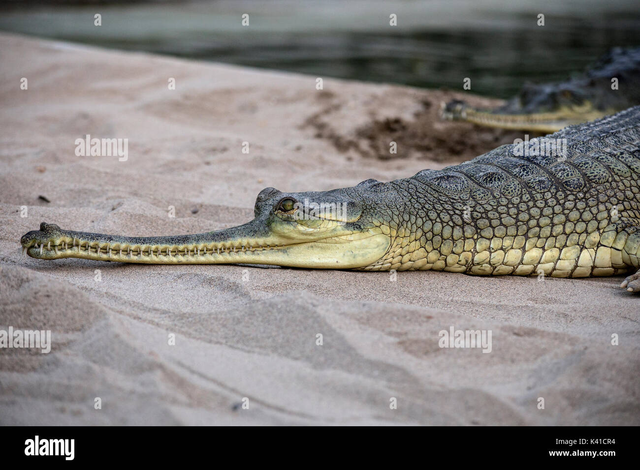 Gharial crocodile at breeding farm Chitwan National Park Nepal Stock ...