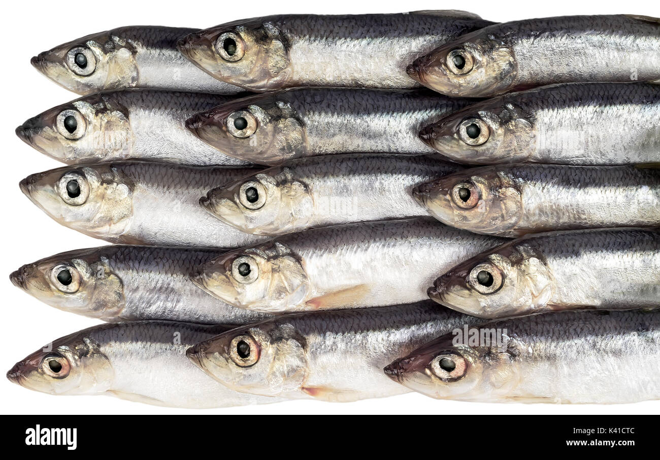 Fresh fish in a row on a white background Stock Photo - Alamy