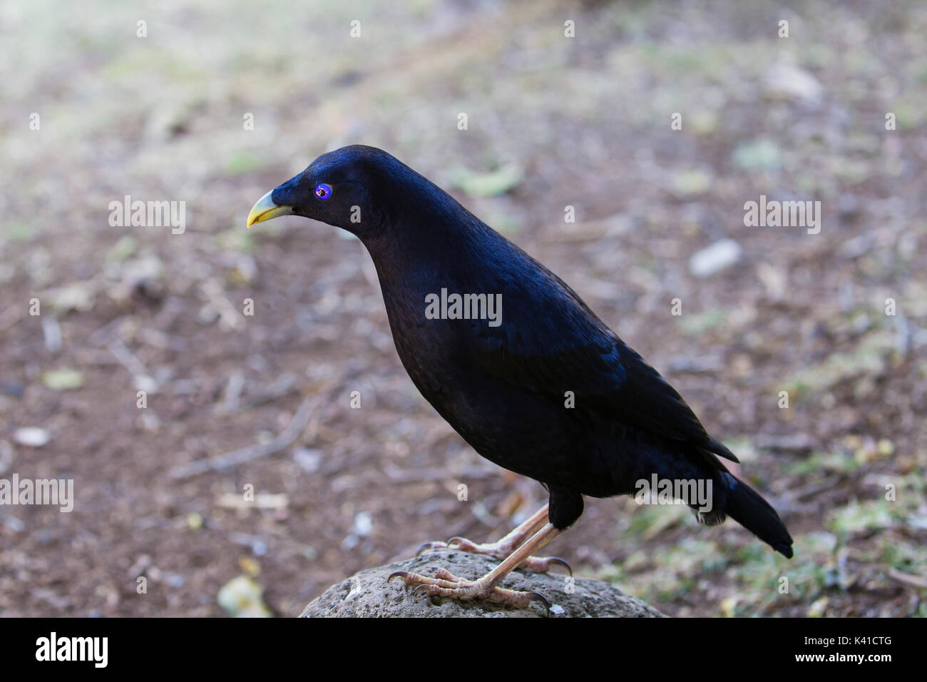 Regent bird hi-res stock photography and images - Alamy