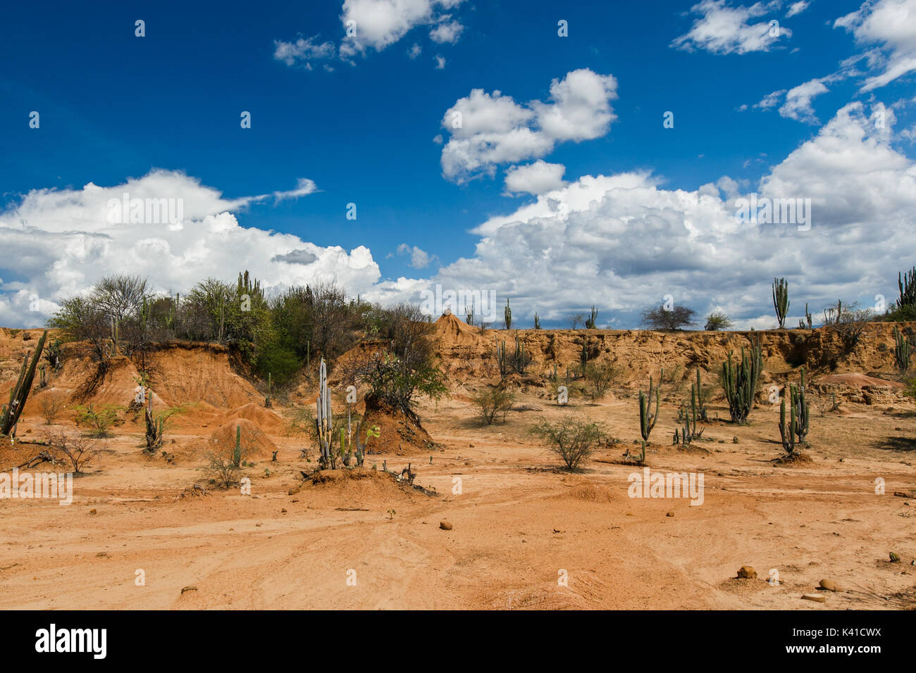 big cactuses in red desert, tatacoa desert, colombia, latin america ...