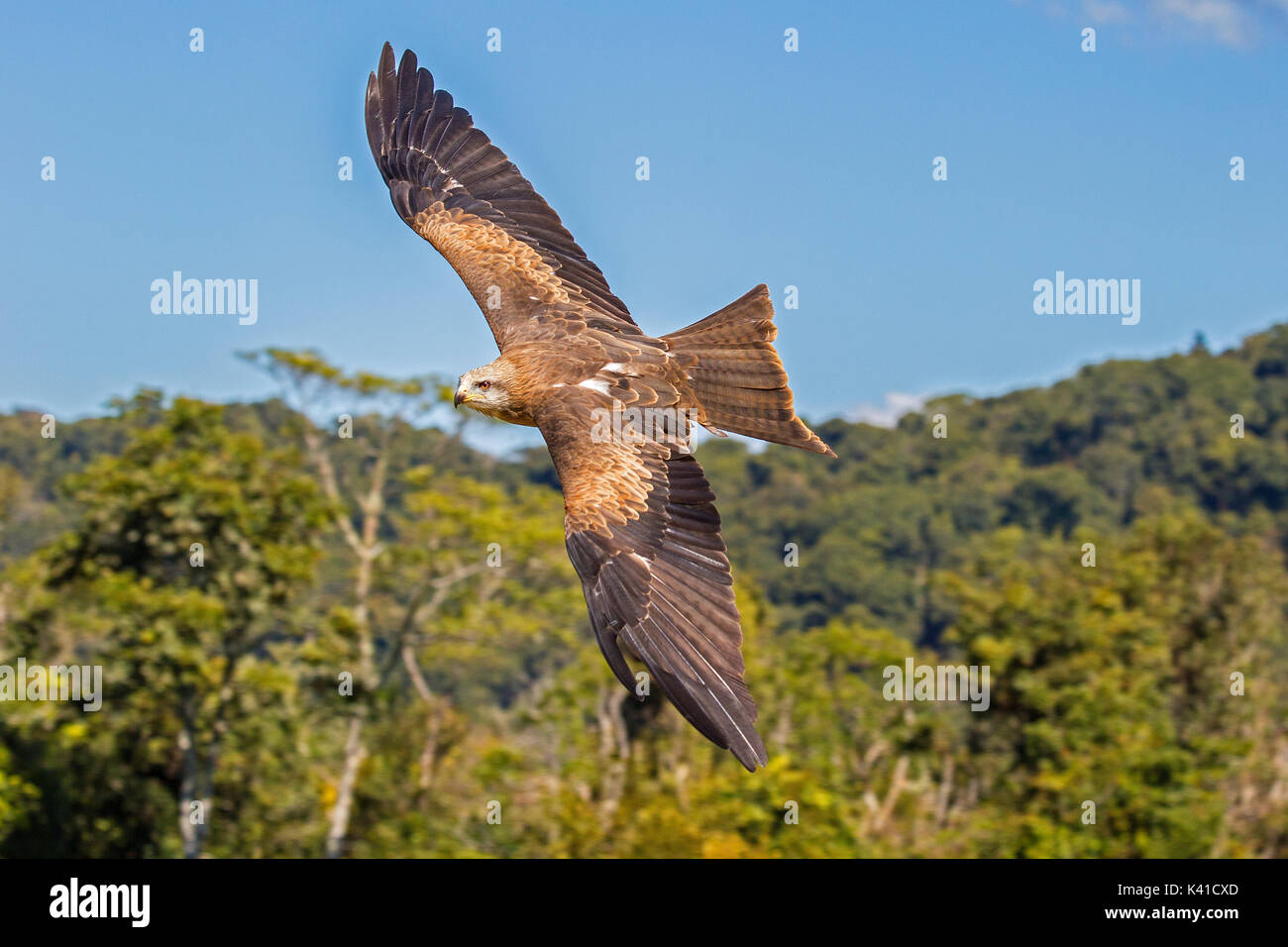 Close up sea hawk hi-res stock photography and images - Alamy