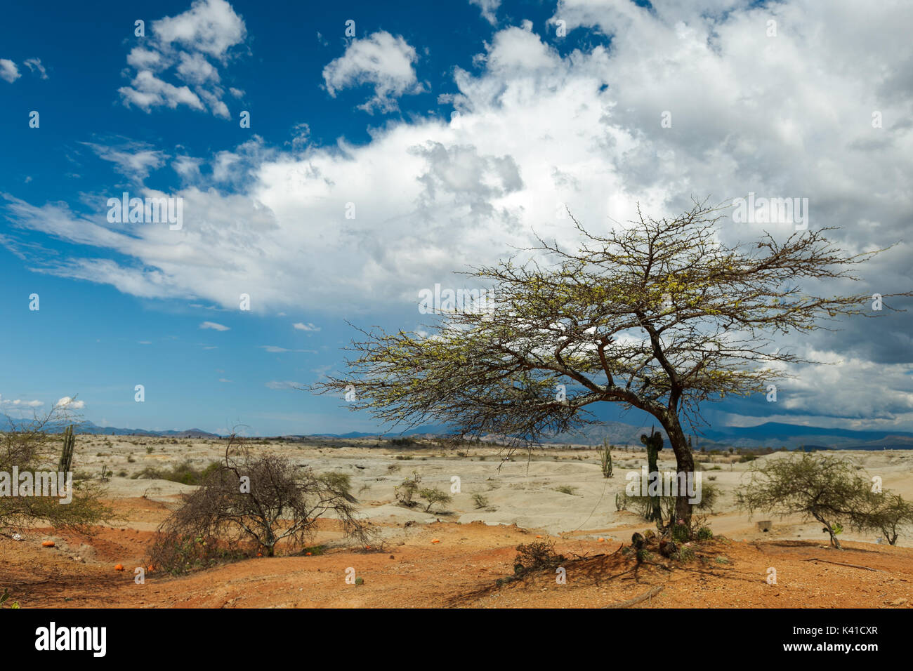big cactuses in red desert, tatacoa desert, colombia, latin america ...