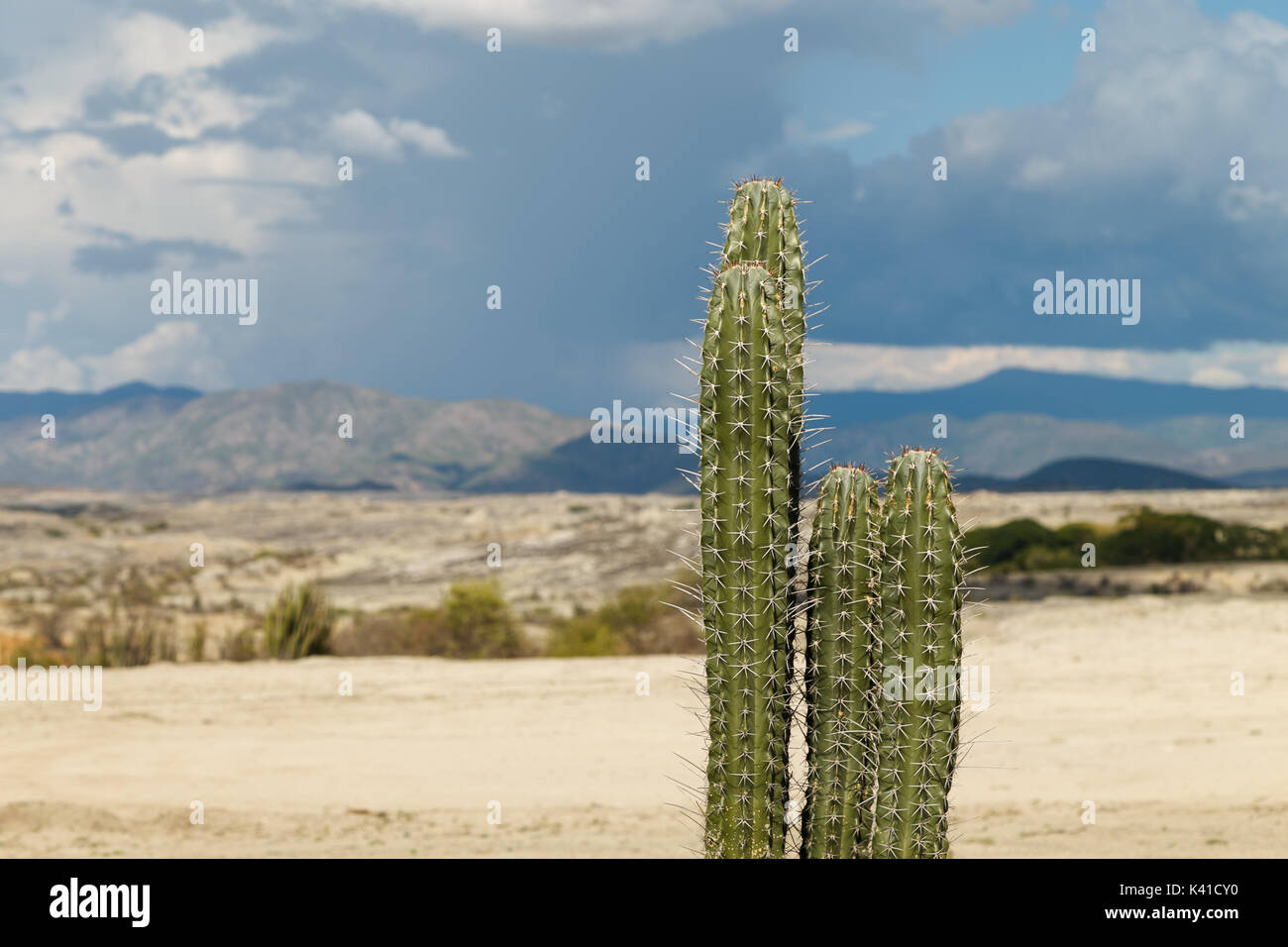 big cactuses in red desert, tatacoa desert, colombia, latin america ...