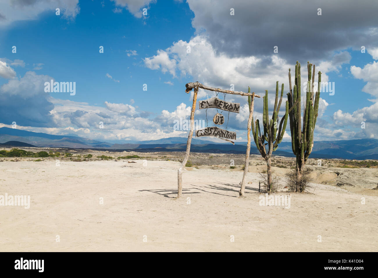 big cactuses in red desert, tatacoa desert, colombia, latin america ...