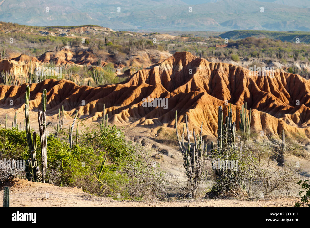 big cactuses in red desert, tatacoa desert, colombia, latin america ...