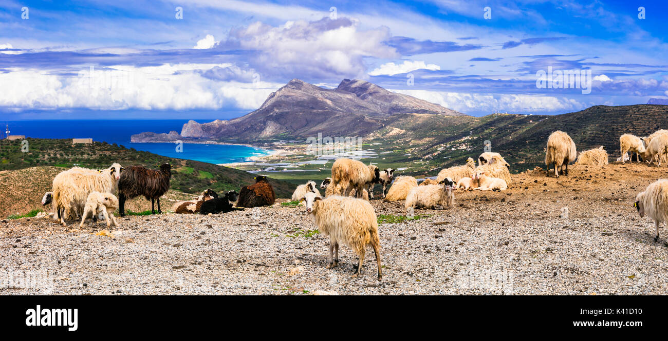 Landscape of greece,Crete island,view with sheeps,mountains and sea ...