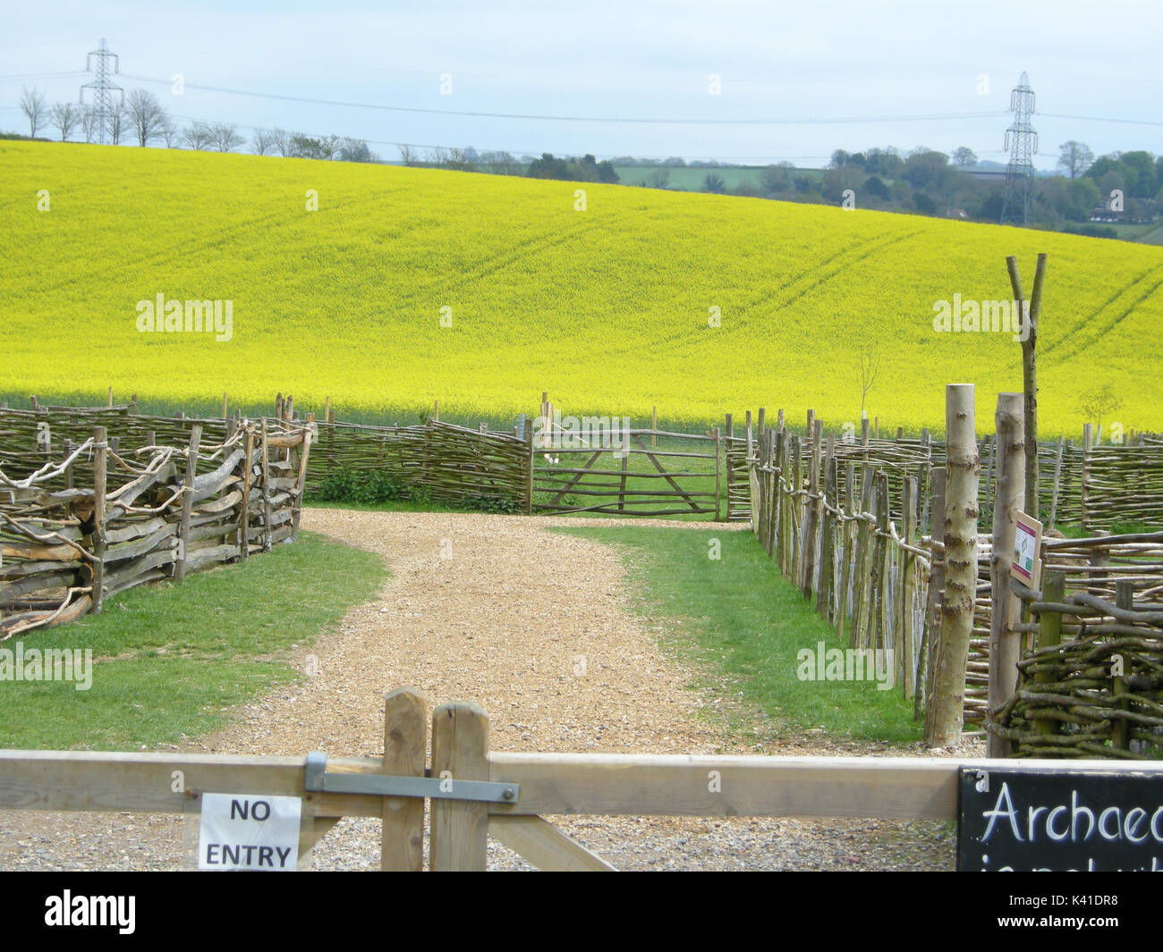 Farm fields with brilliant yellow crops nearly ready for harvesting ...