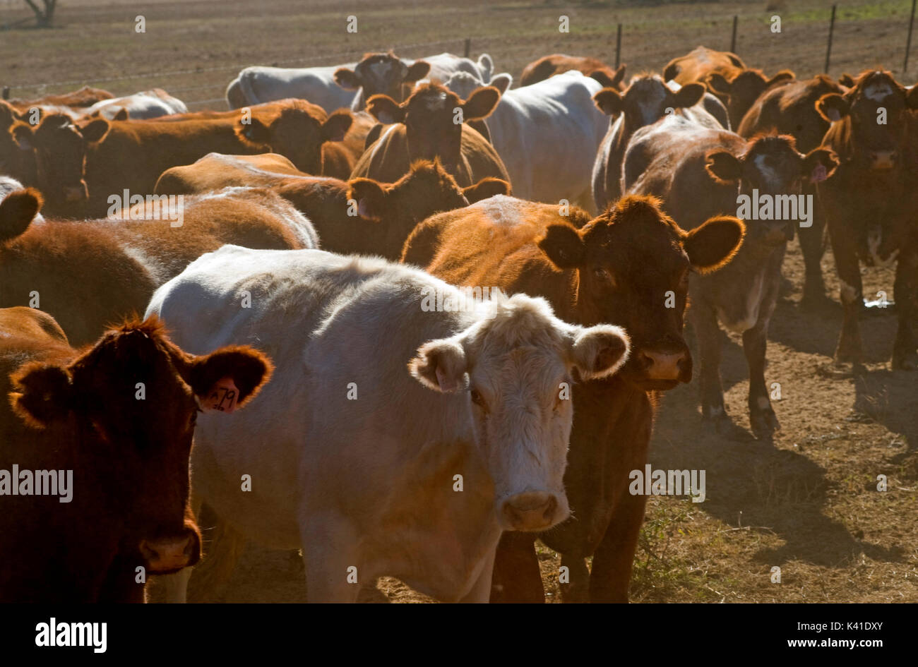 Red cattle white hi-res stock photography and images - Alamy