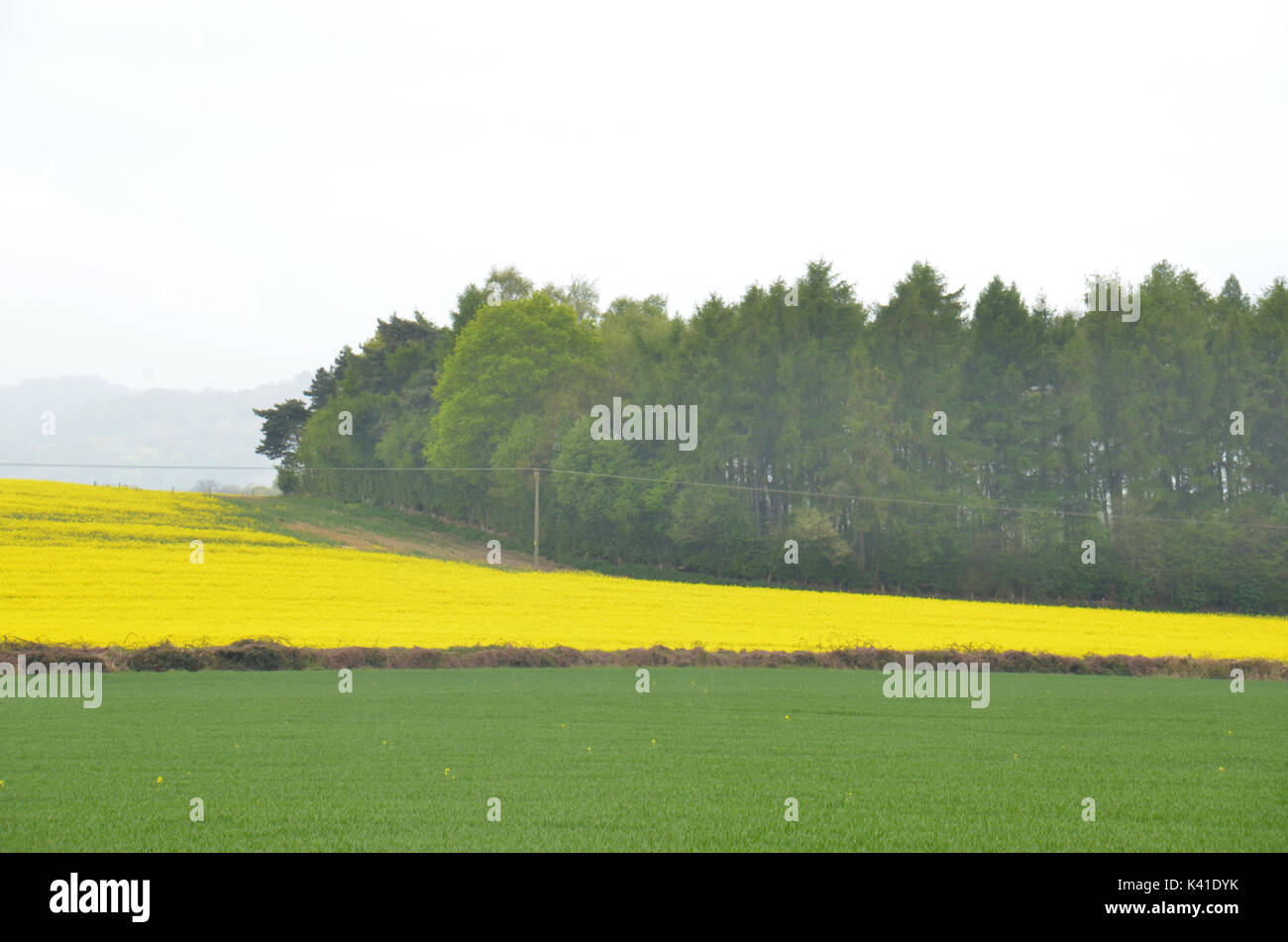 Farm fields with brilliant yellow crops nearly ready for harvesting ...