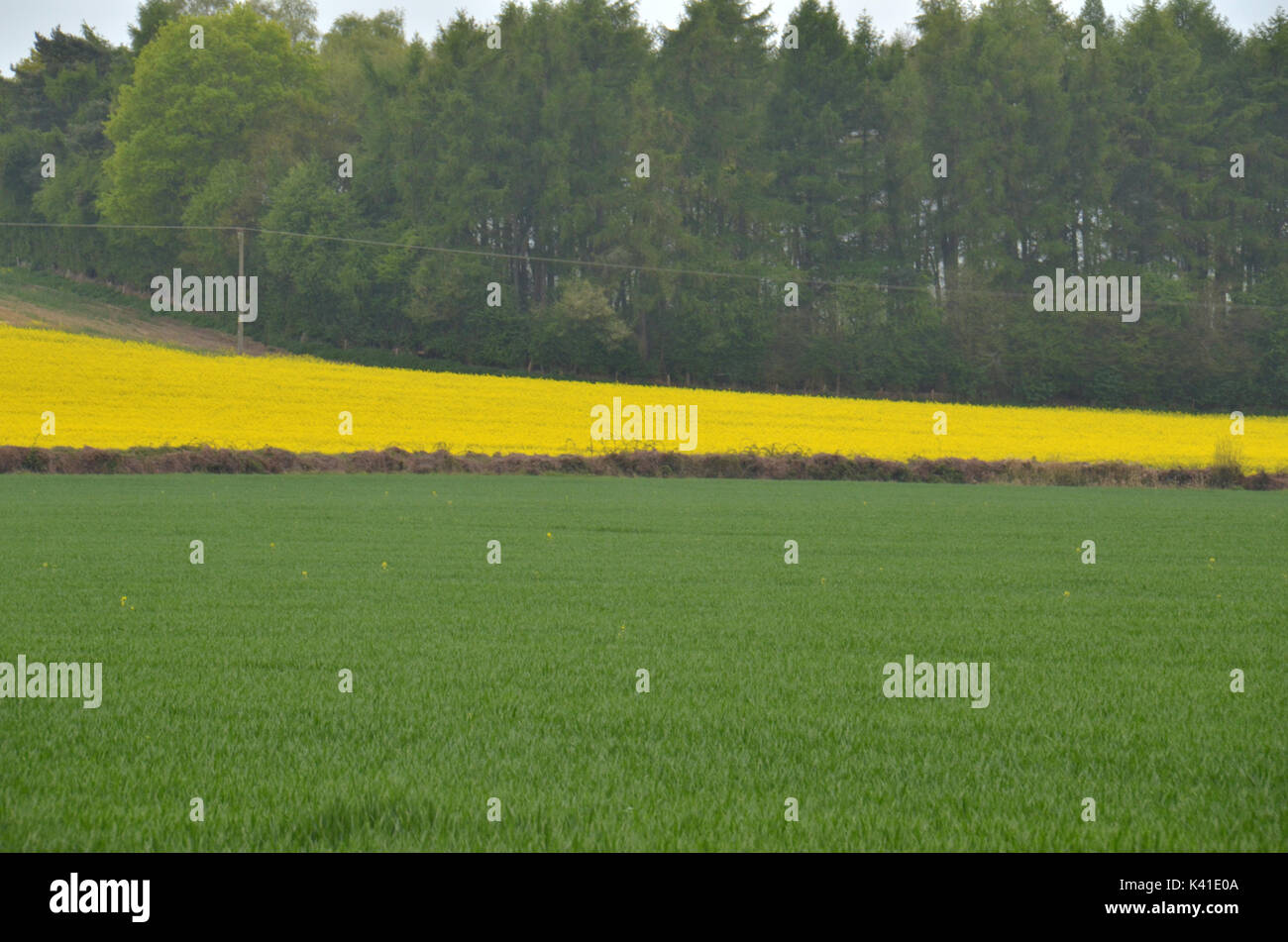 Farm fields with brilliant yellow crops nearly ready for harvesting ...