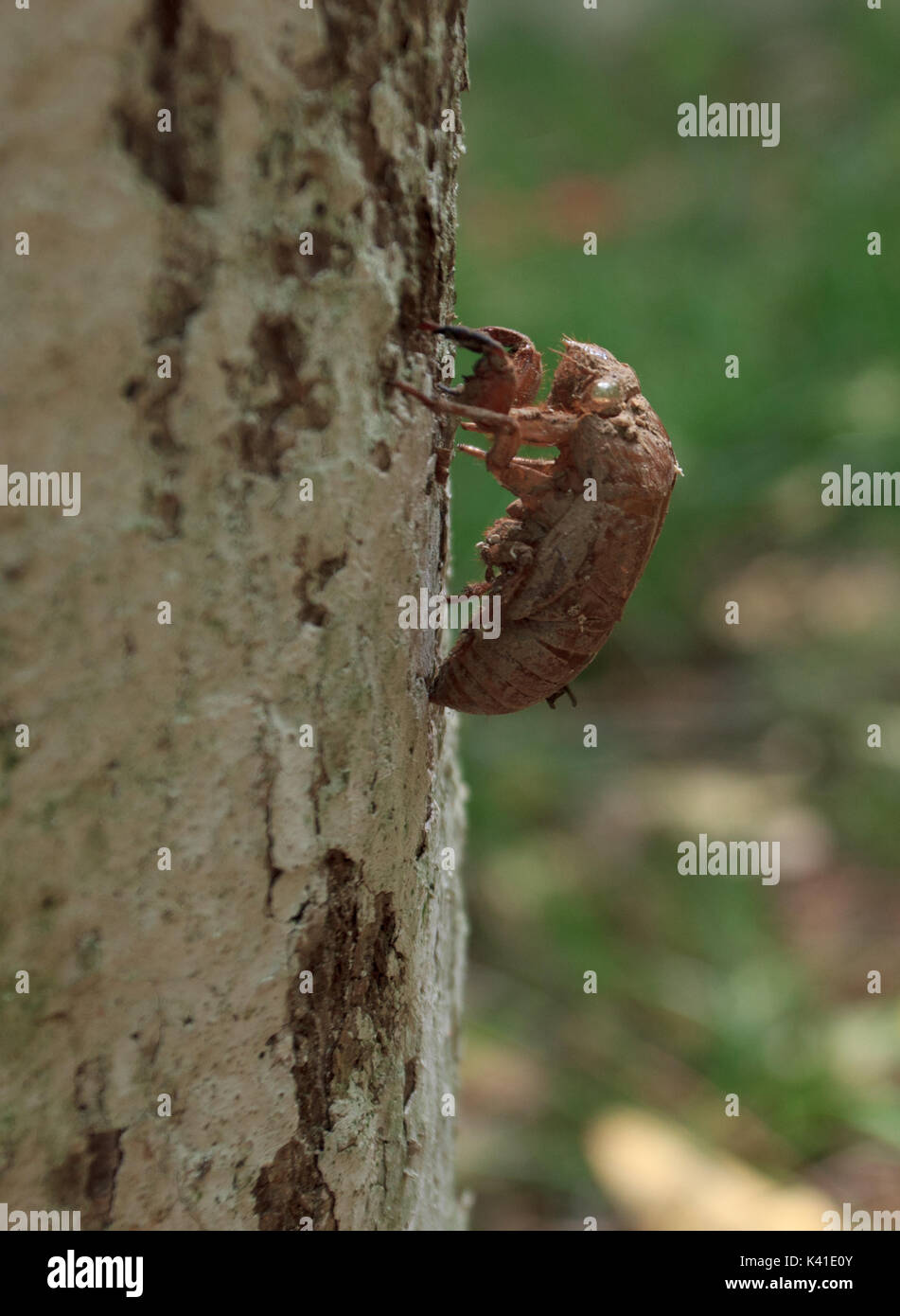 Molt of cicada on tree bark, exoskeleton cicada Stock Photo - Alamy