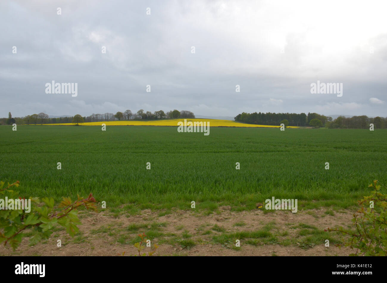 Farm fields with brilliant yellow crops nearly ready for harvesting ...