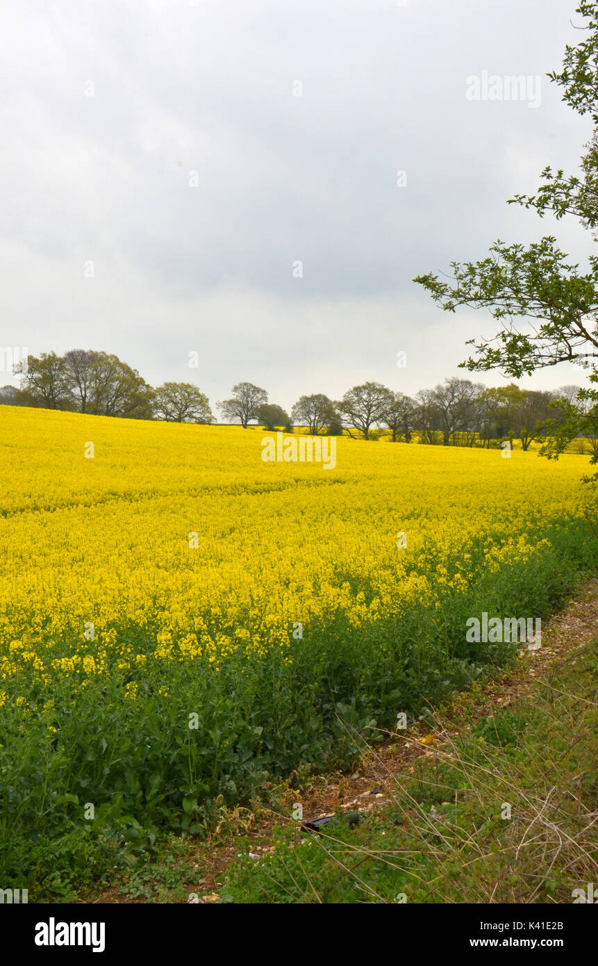 Farm fields with brilliant yellow crops nearly ready for harvesting ...