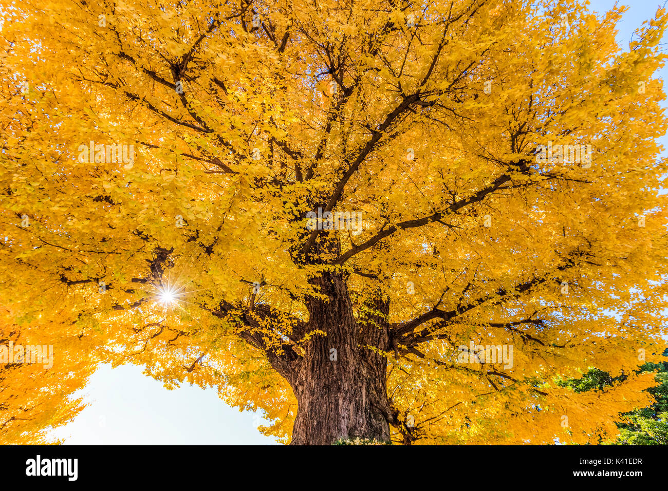 Gingko tree at Kitanomaru Park in Tokyo, Japan Stock Photo - Alamy
