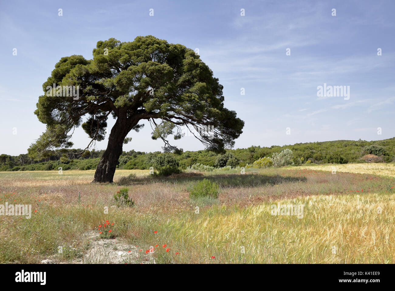 A centuries old big pine tree surrounded by yellow corn fields Stock ...