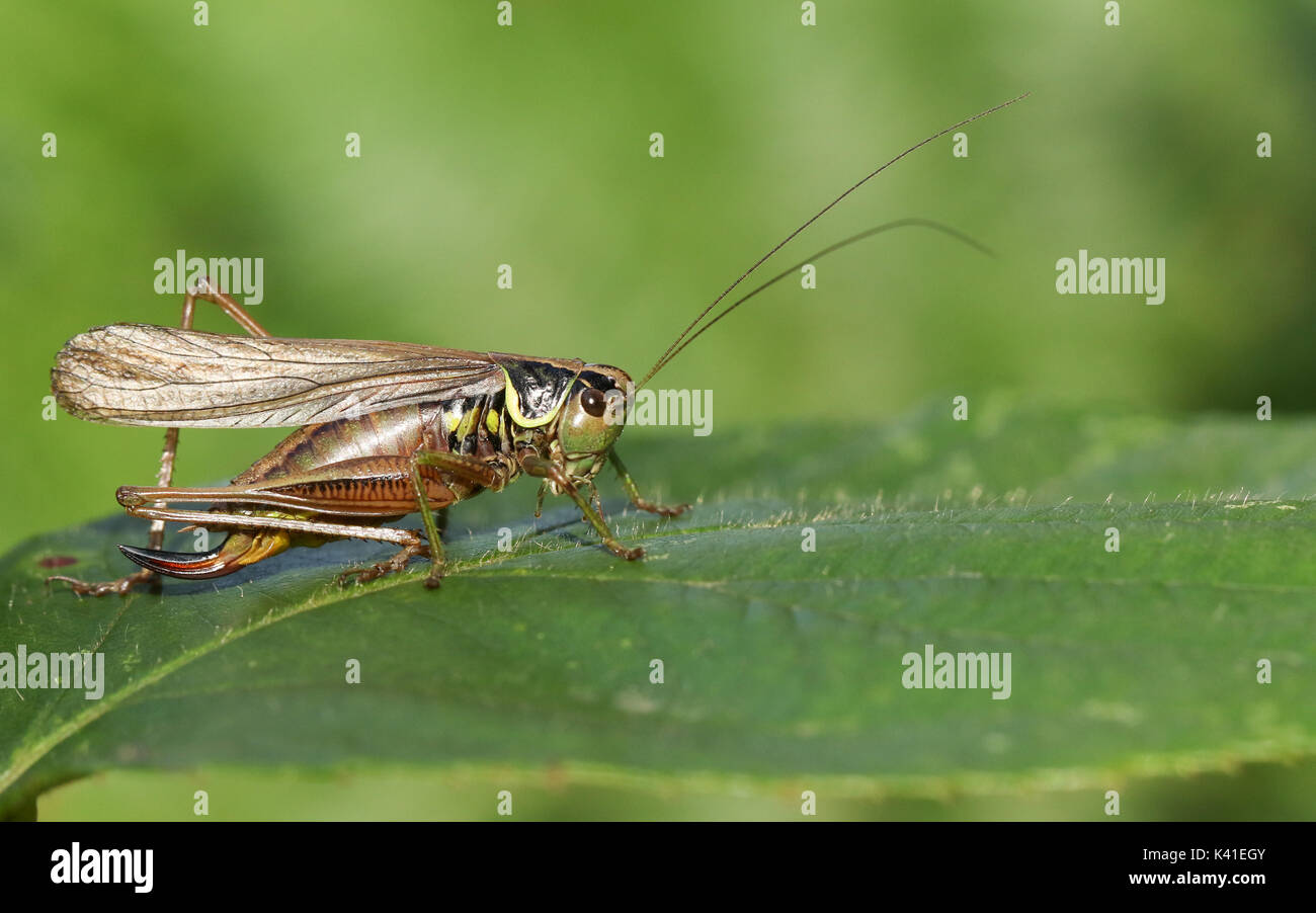 A Roesel's Bush-cricket (Metrioptera roeselii) perched on a leaf Stock ...