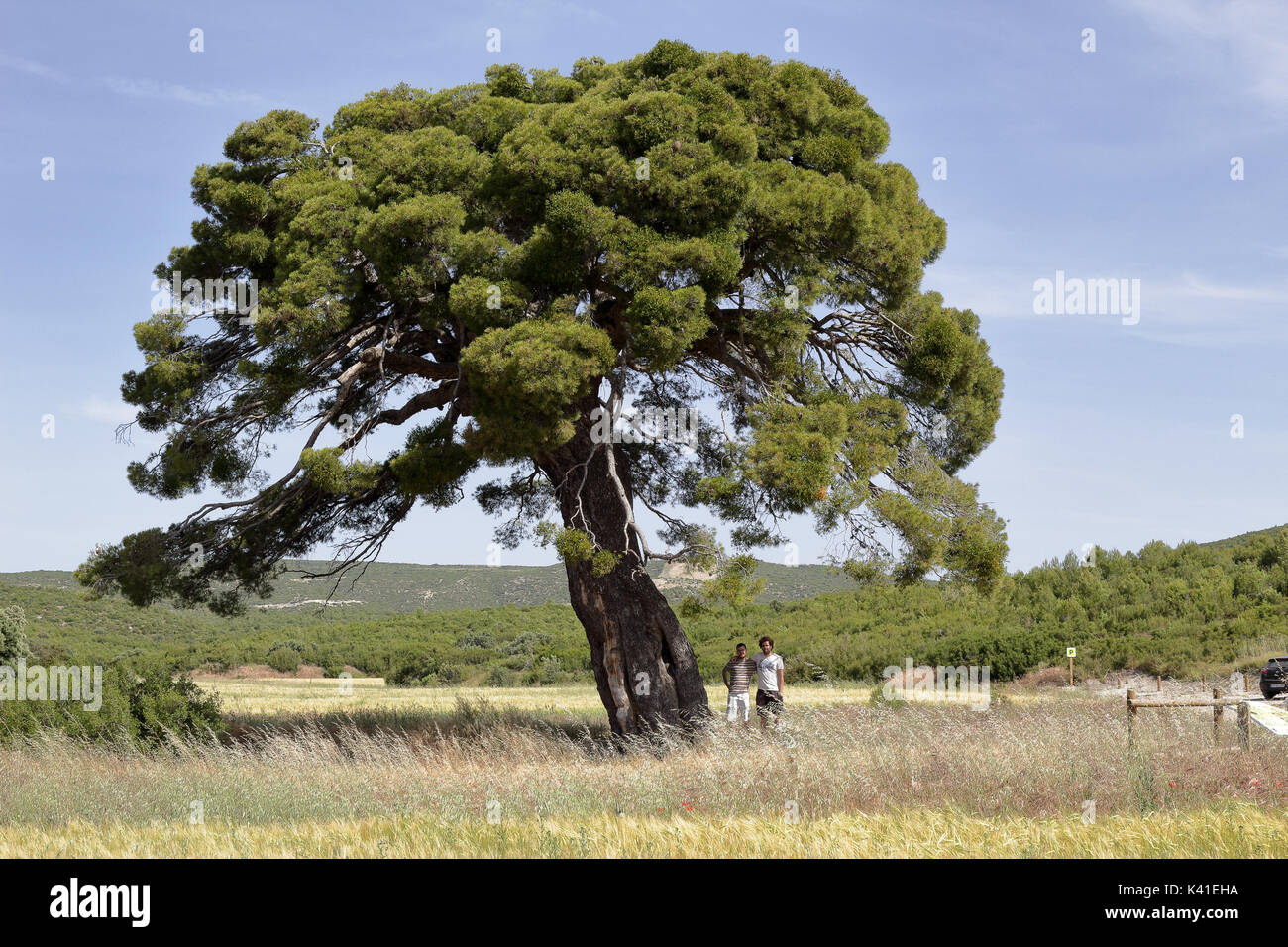 A centuries old big pine tree surrounded by yellow corn fields Stock ...