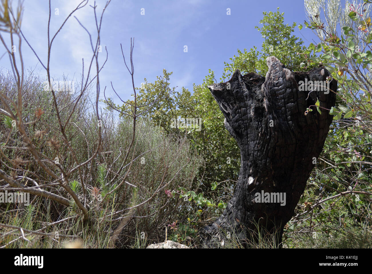 Fire burned tree stump hi-res stock photography and images - Alamy