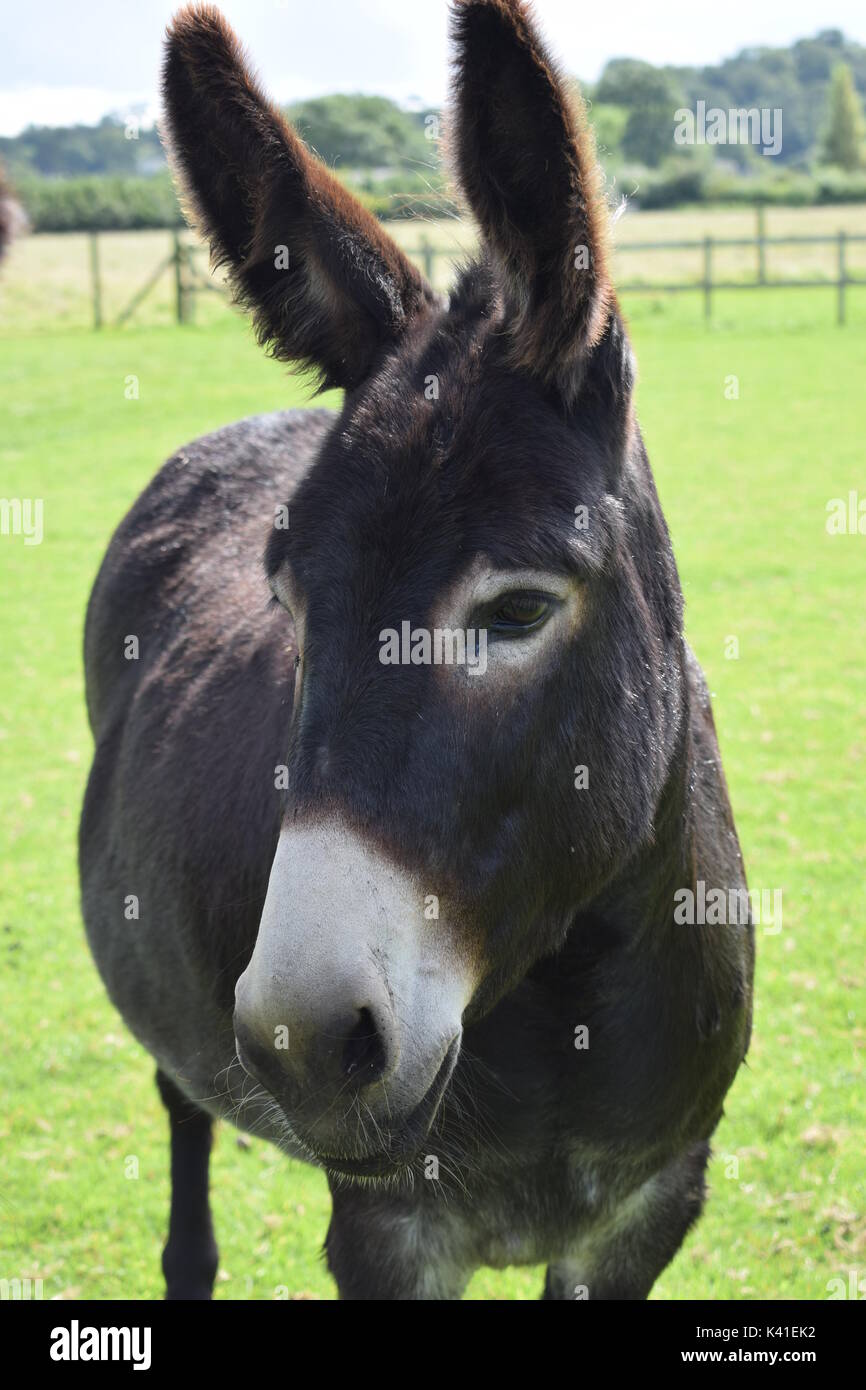 Black donkey hi-res stock photography and images - Alamy