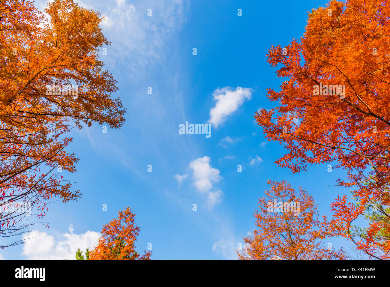 Autumn sky background Stock Photo - Alamy