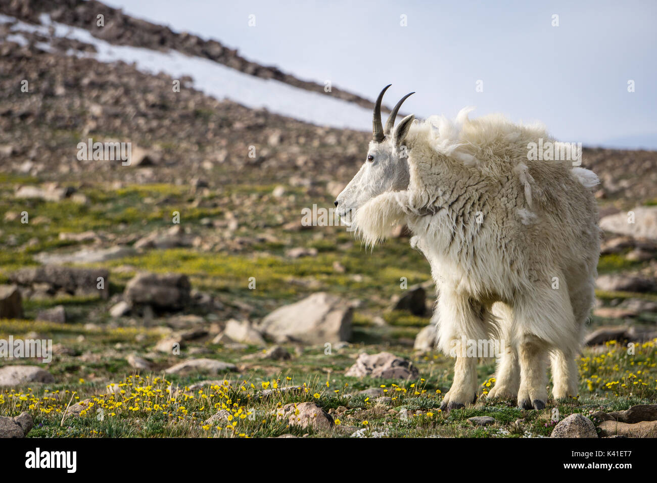 A mountain goat grazing on Mount Evans, Colorado Stock Photo - Alamy
