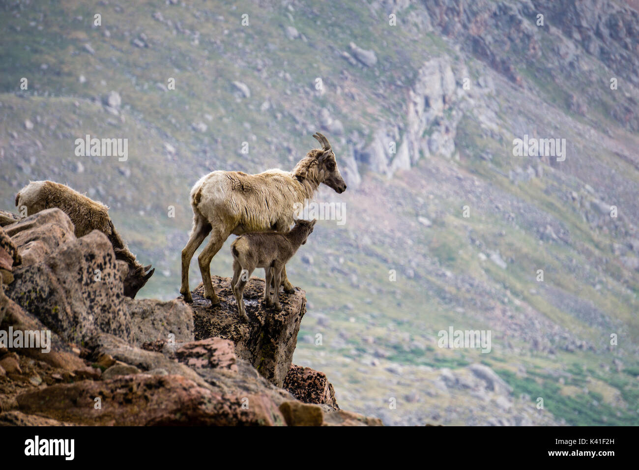 Sheep mating hi-res stock photography and images - Alamy