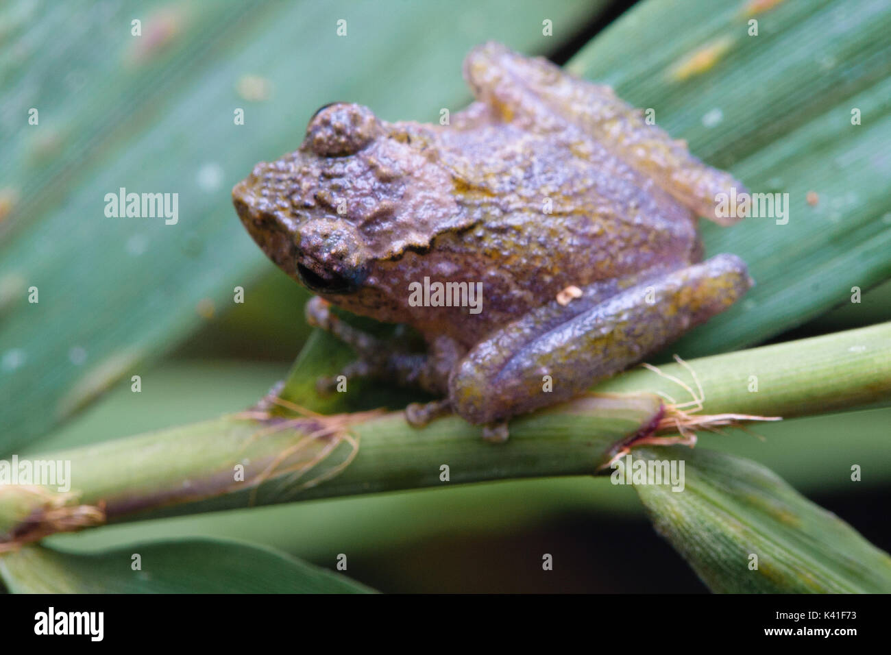 Cloud Bush Frog (Philautus nephophilus Stock Photo - Alamy