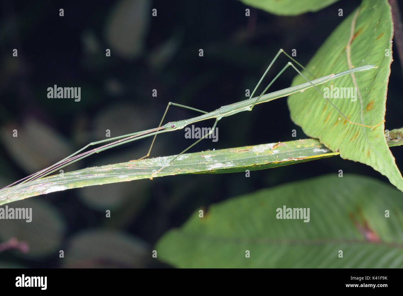Borneo stick insect hi-res stock photography and images - Alamy