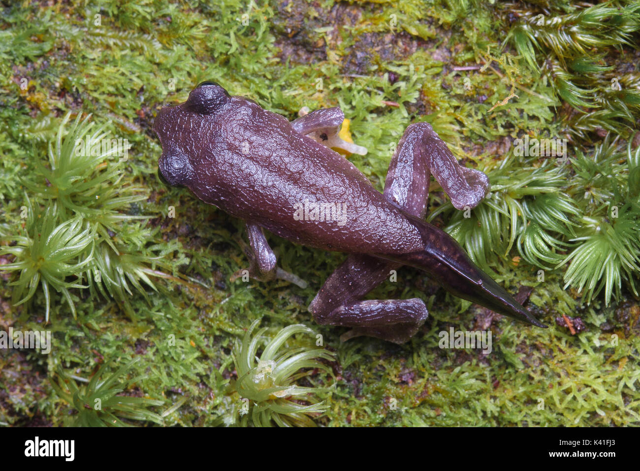 Mountain Slender Litter Frog (Leptolalax sabahmontanus) Froglet Stock ...