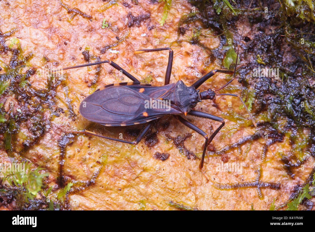 Assassin bug reduviidae hi-res stock photography and images - Alamy