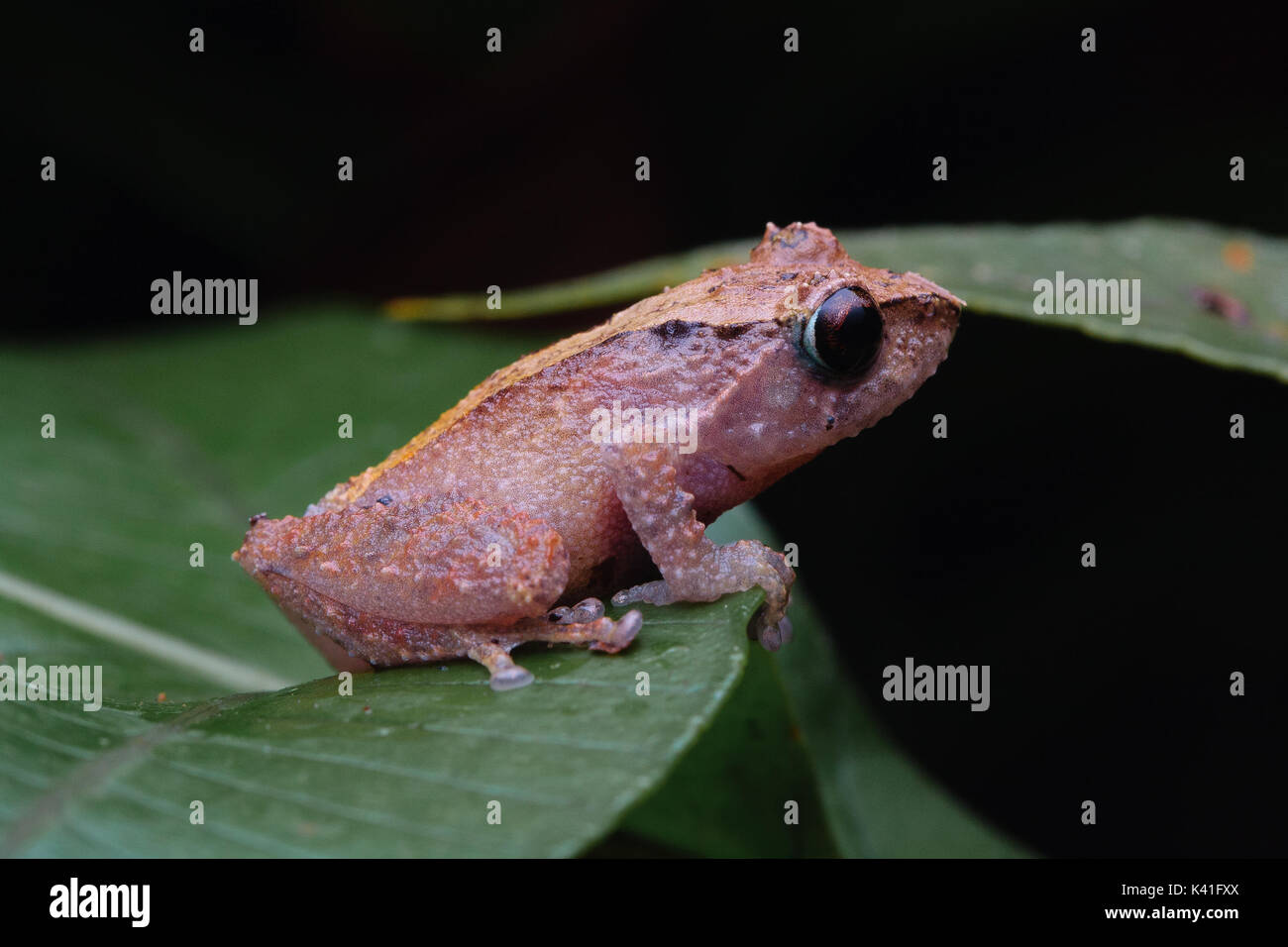 Cloud Bush Frog (Philautus nephophilus Stock Photo - Alamy