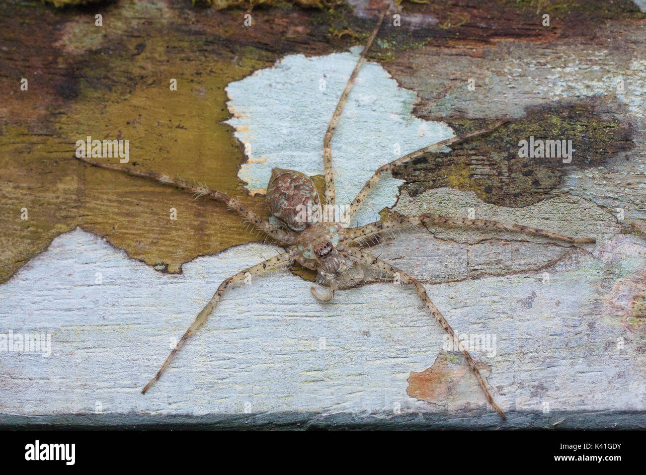 Lichen huntsman spider hi-res stock photography and images - Alamy