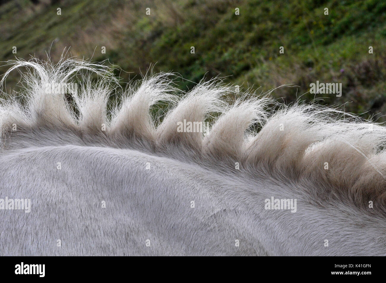 Mane neck hi-res stock photography and images - Alamy