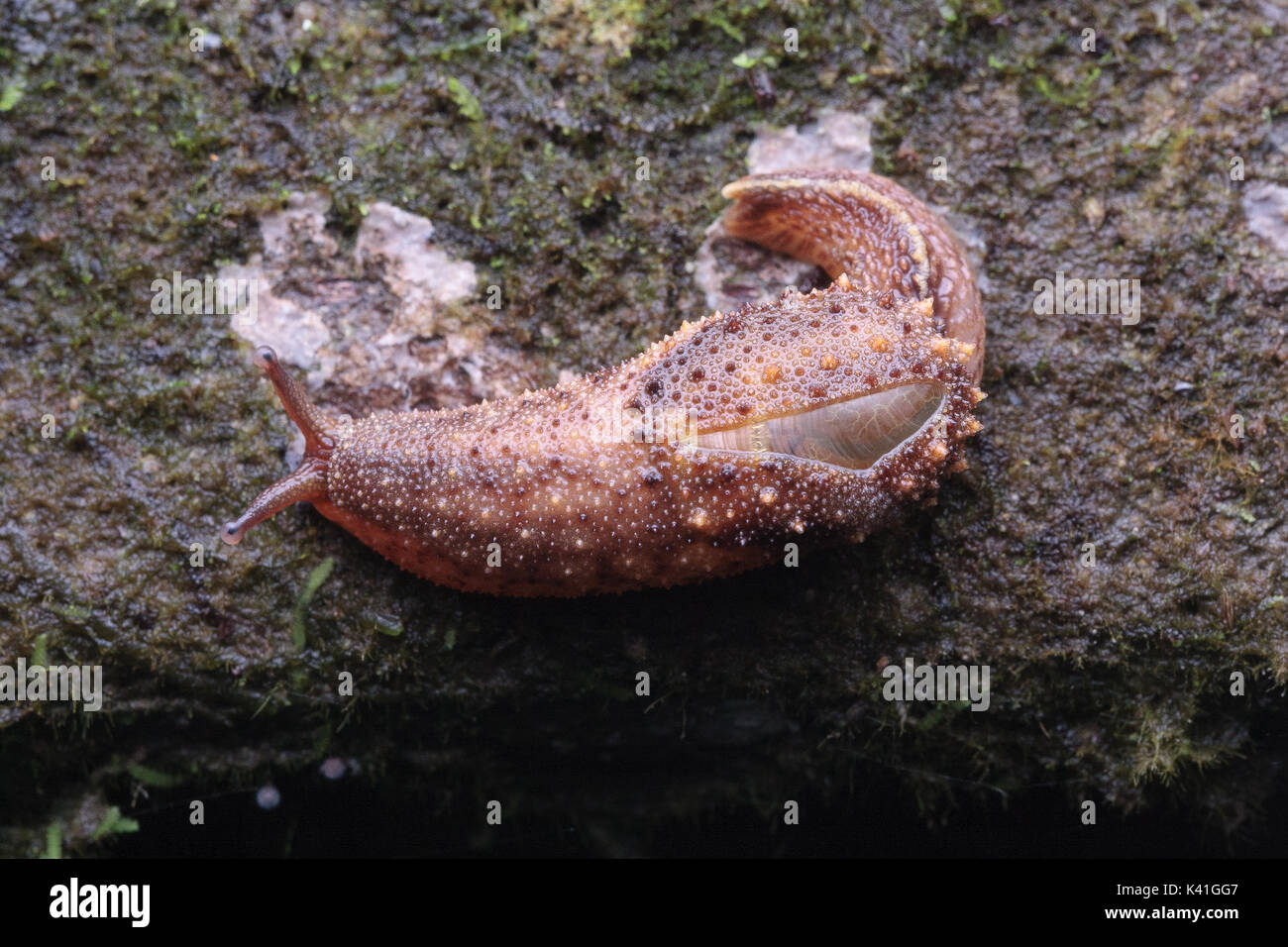 Semi slug hi-res stock photography and images - Alamy