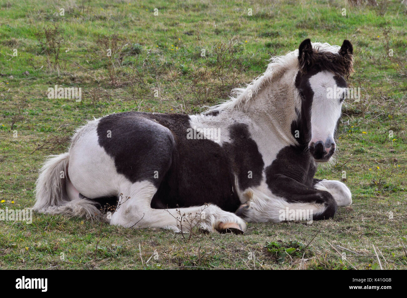 Sitting foal hi-res stock photography and images - Alamy
